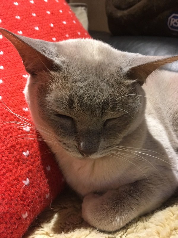 Rescue Burmese Cat Society